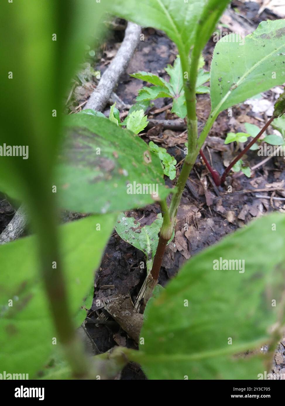 American jumpseed (Persicaria virginiana) Plantae Stock Photo - Alamy