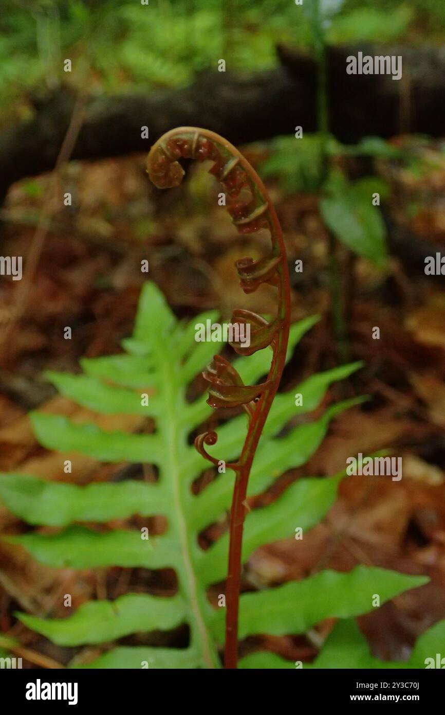 netted chain fern (Woodwardia areolata) Plantae Stock Photo - Alamy