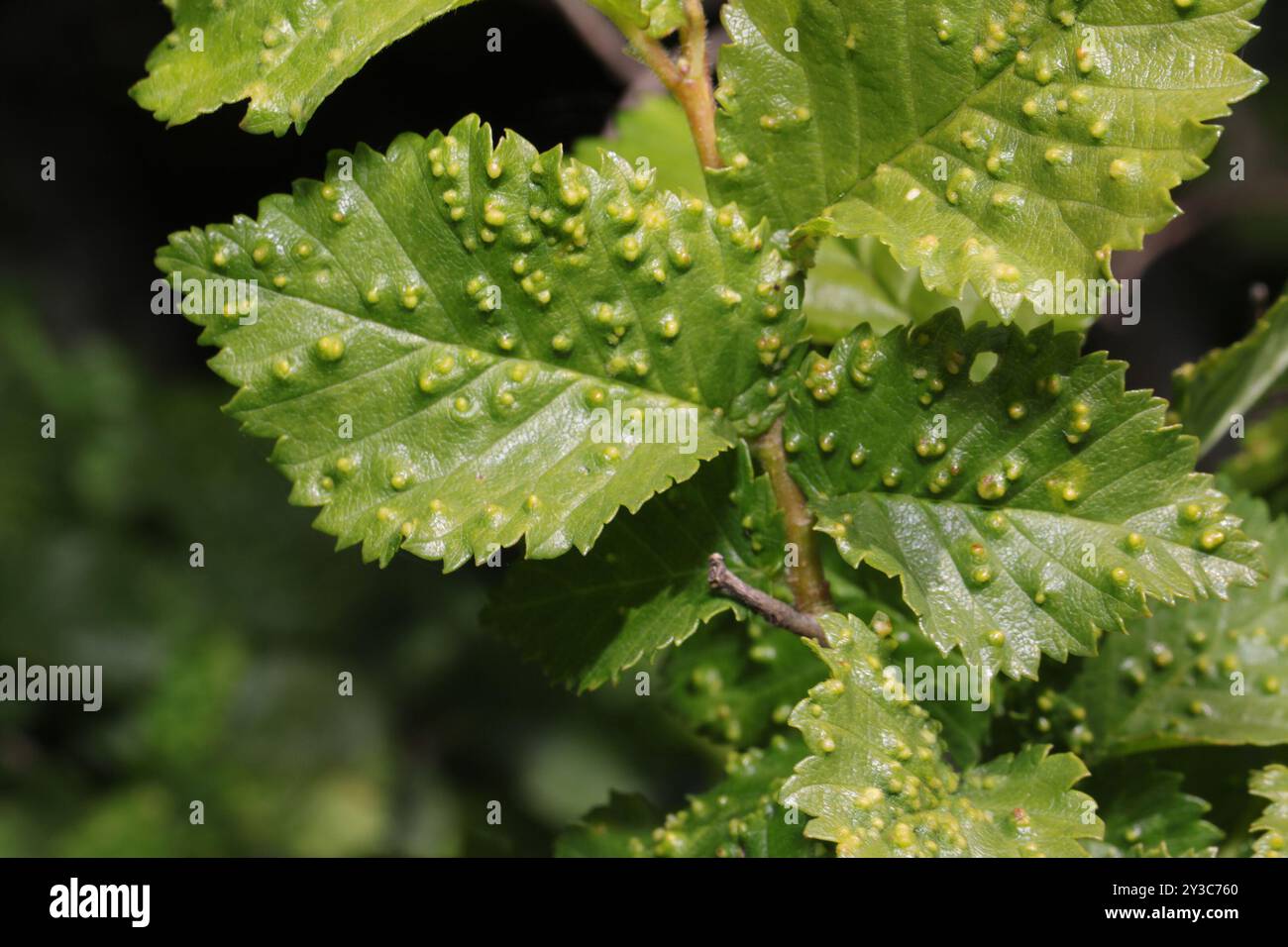 Elm Leaf Gall Mite (Aceria campestricola) Arachnida Stock Photo - Alamy