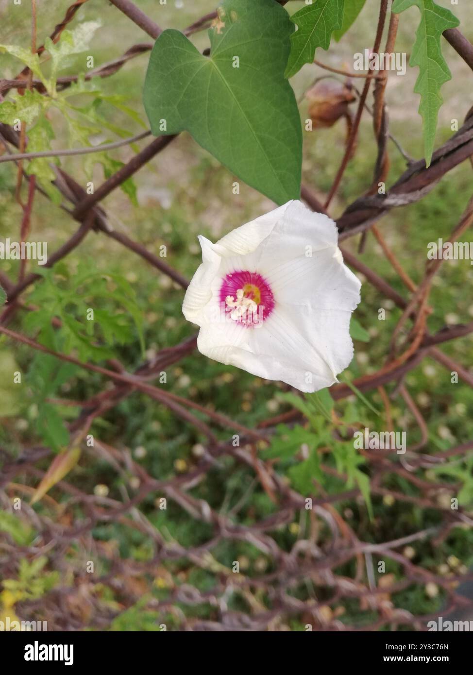 Alamo vine (Distimake dissectus) Plantae Stock Photo - Alamy