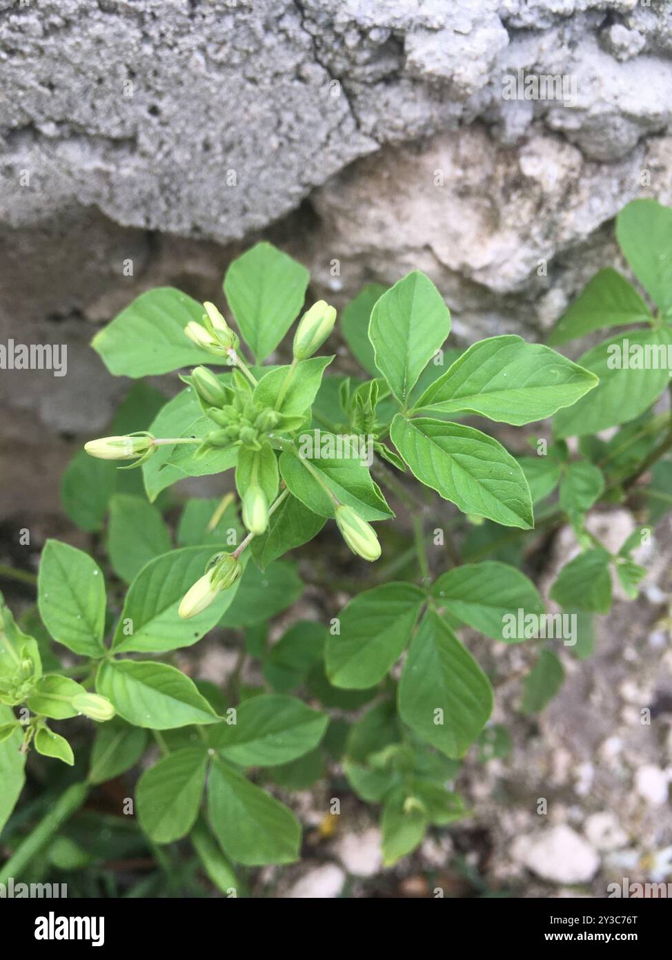 Asian spiderflower (Cleome viscosa) Plantae Stock Photo - Alamy