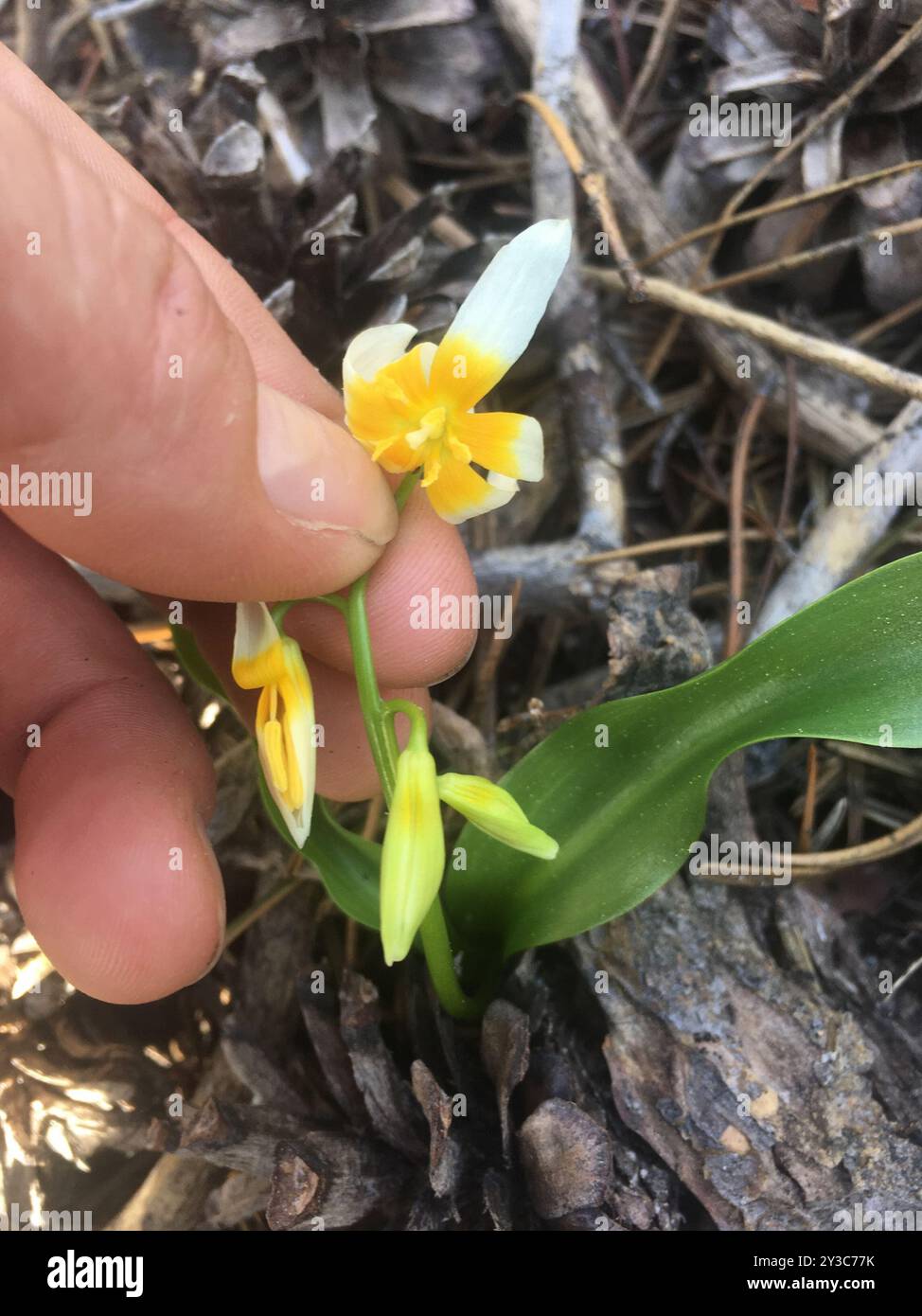 Purple Fawn Lily (Erythronium purpurascens) Plantae Stock Photo - Alamy