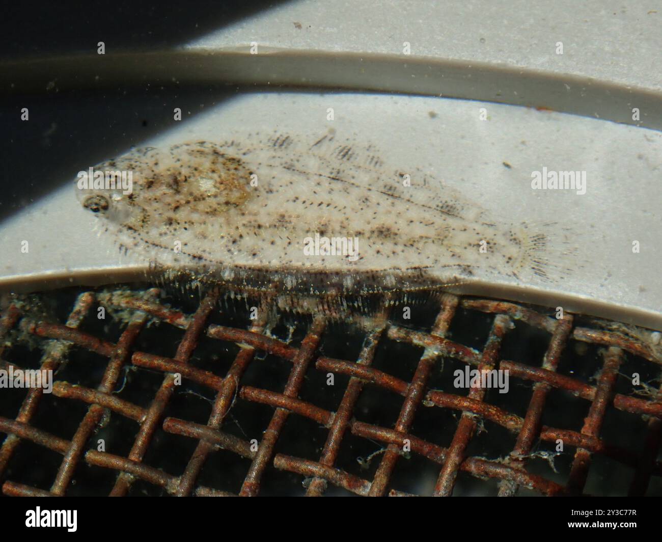 Righteye Flounders (Pleuronectidae) Actinopterygii Stock Photo - Alamy