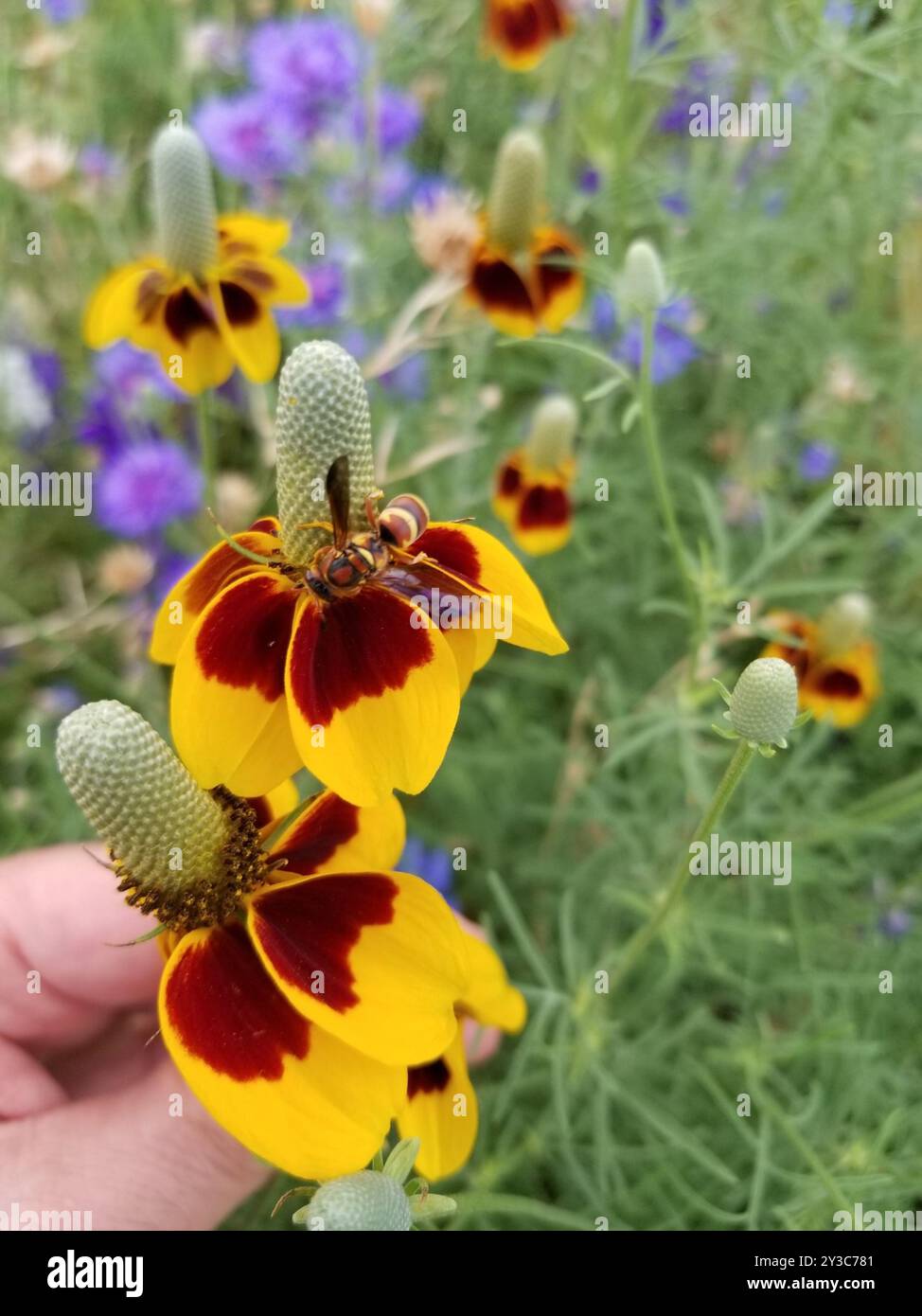 upright prairie coneflower (Ratibida columnifera) Plantae Stock Photo ...