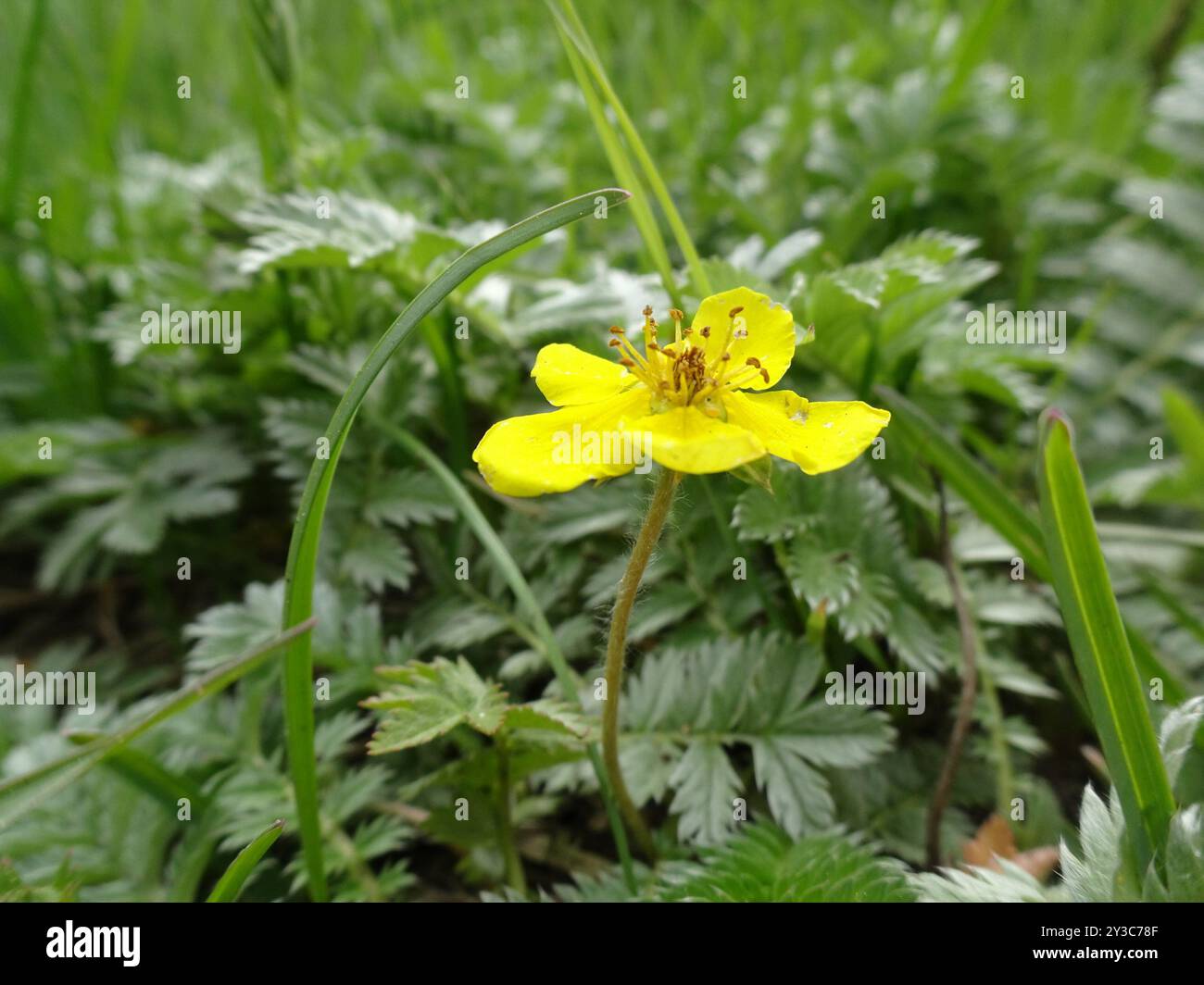 common silverweed (Argentina anserina) Plantae Stock Photo - Alamy