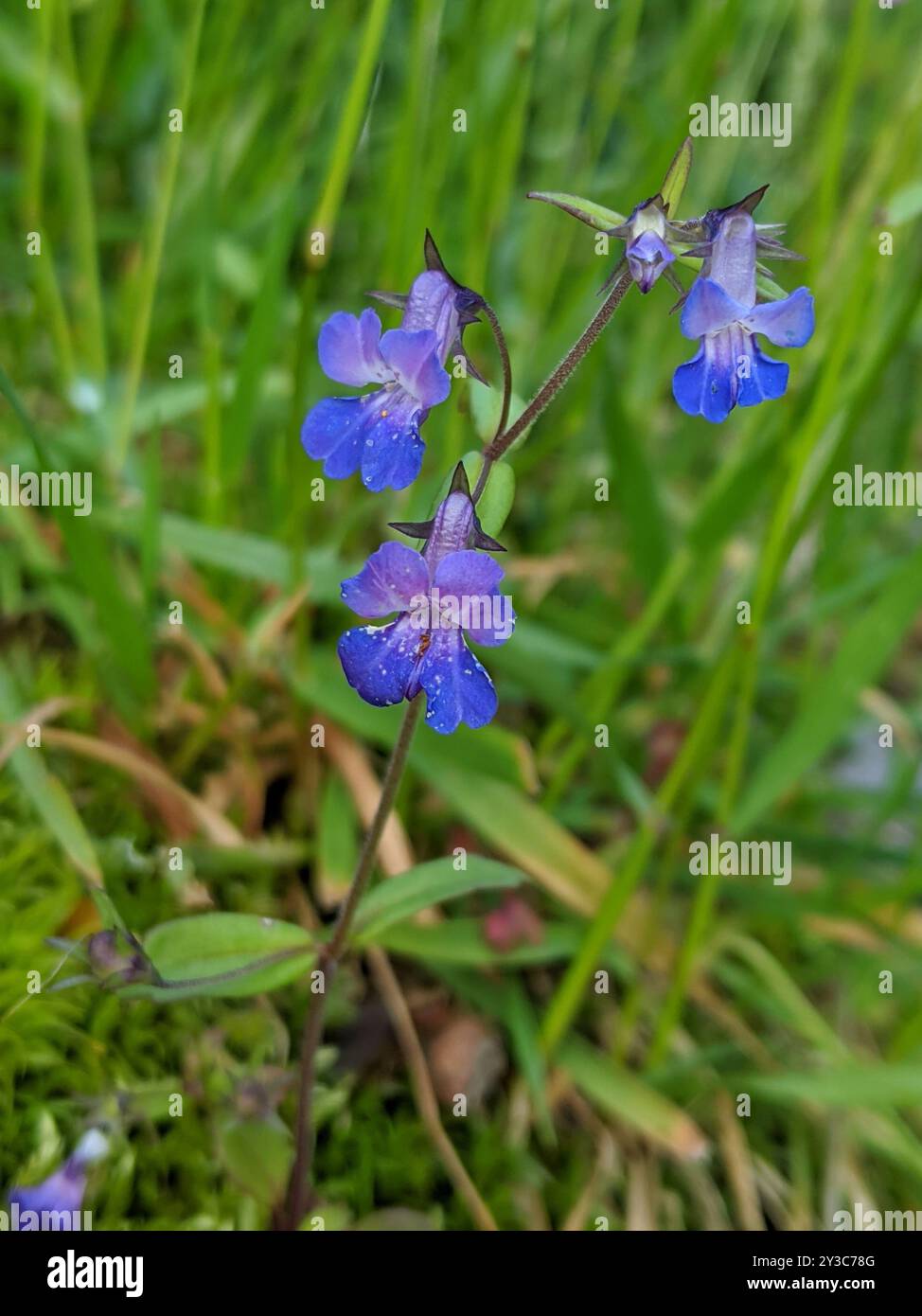 Giant Blue-eyed Mary (Collinsia grandiflora) Plantae Stock Photo - Alamy