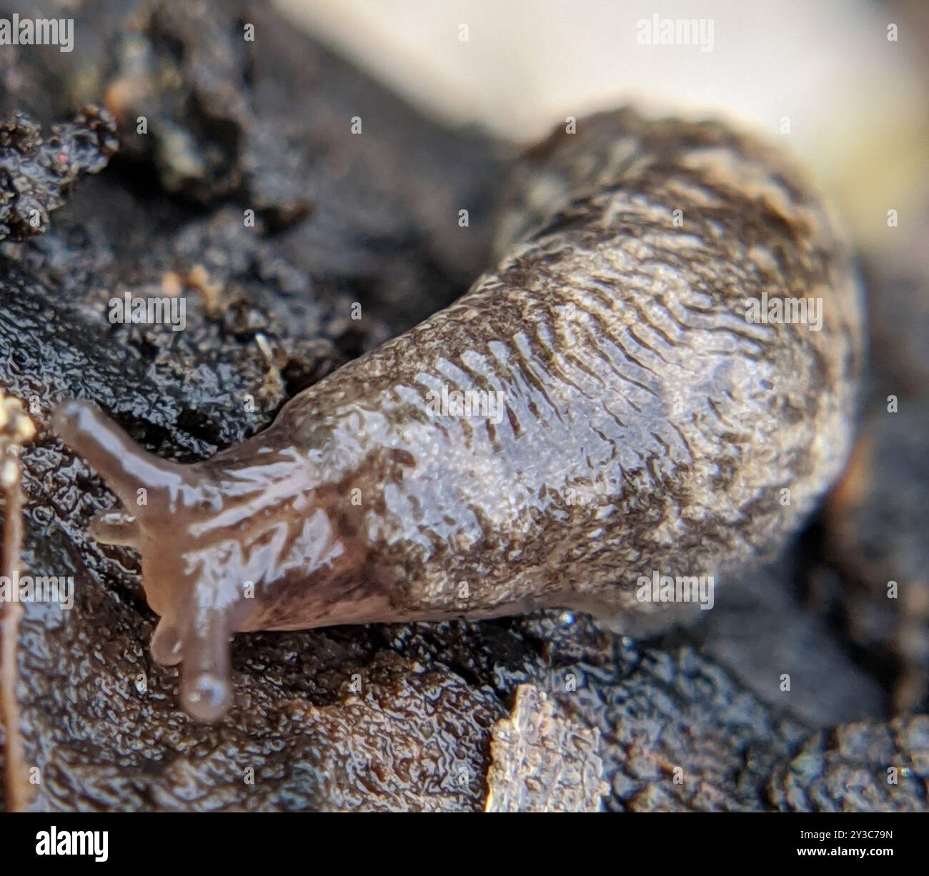 Milky Slug (Deroceras reticulatum) Mollusca Stock Photo - Alamy