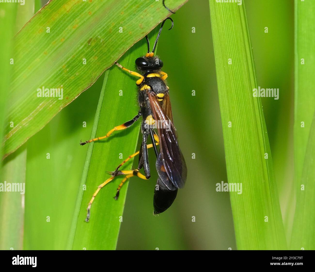 Yellow-legged Mud-dauber Wasp (Sceliphron caementarium) Insecta Stock ...
