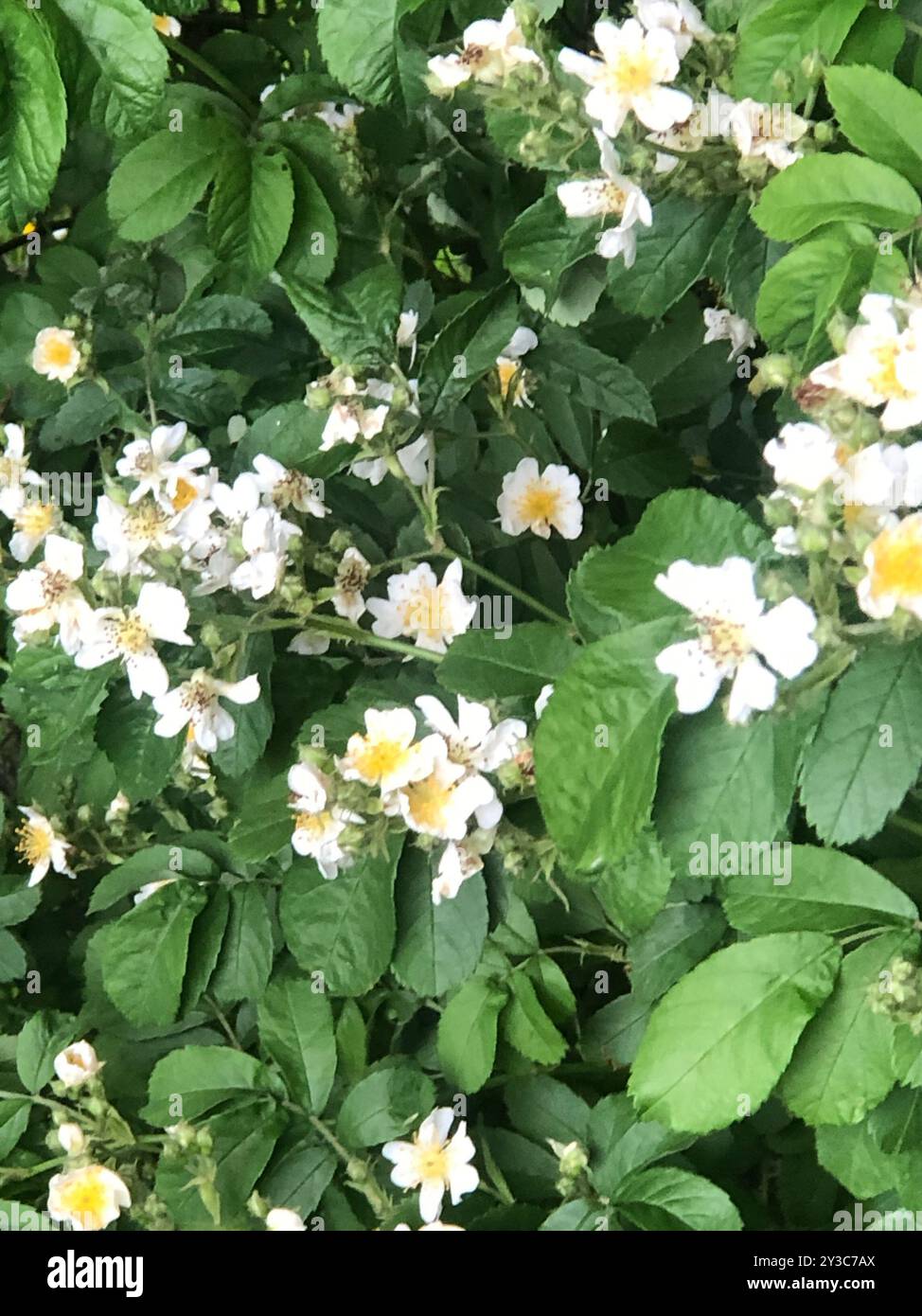 multiflora rose (Rosa multiflora) Plantae Stock Photo - Alamy