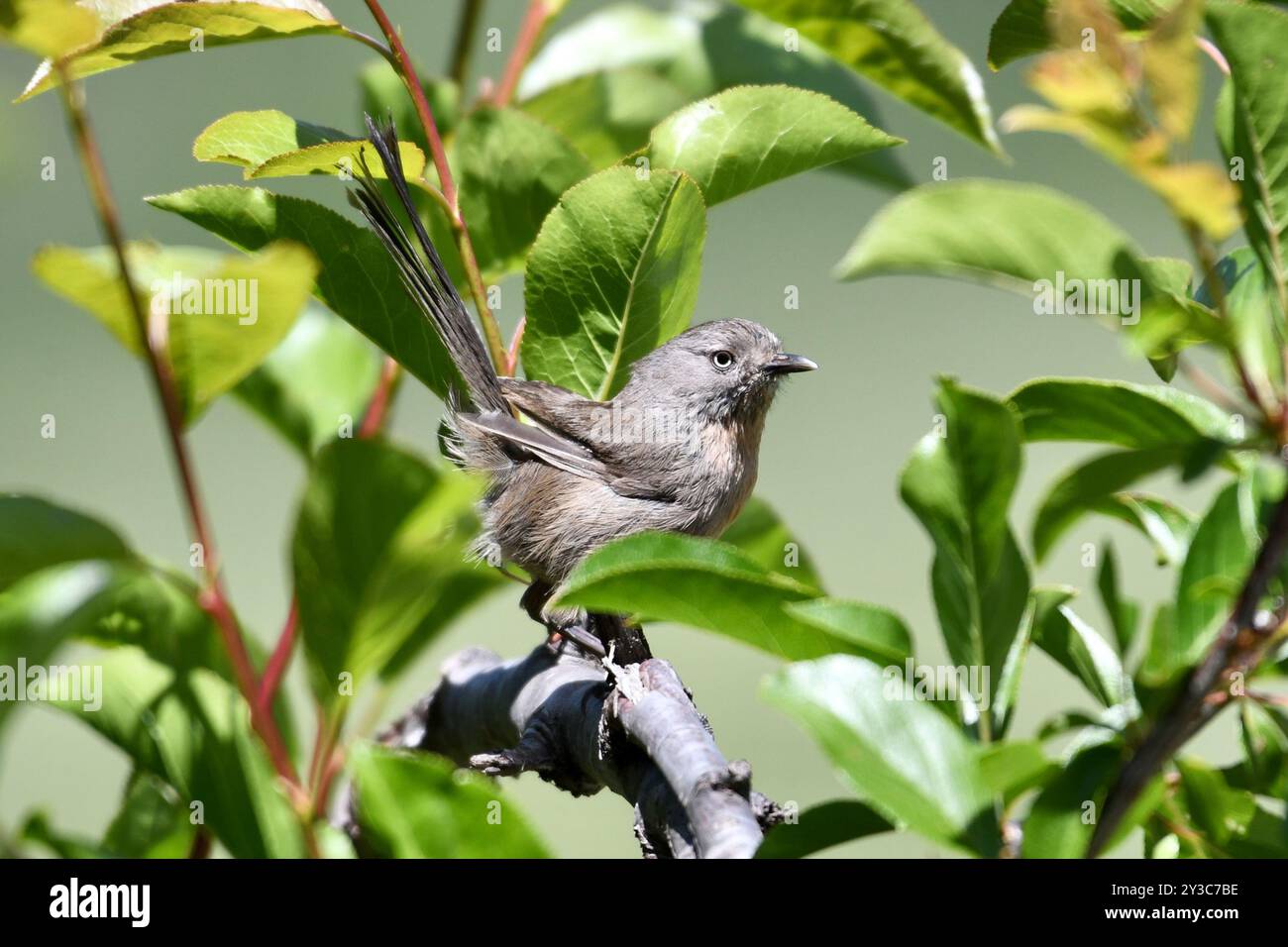 Wrentit (Chamaea fasciata) Aves Stock Photo - Alamy