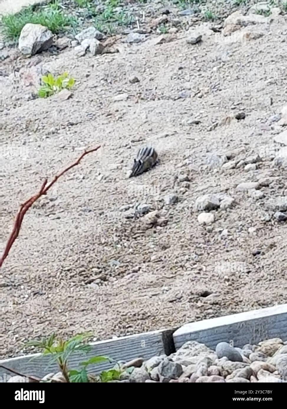 Least Chipmunk (Neotamias minimus) Mammalia Stock Photo - Alamy