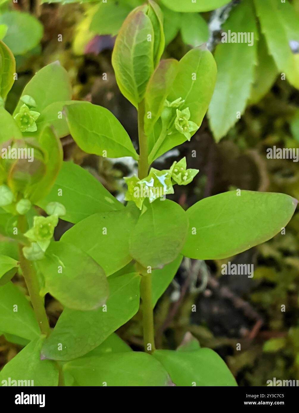 Northern Comandra (Geocaulon lividum) Plantae Stock Photo - Alamy