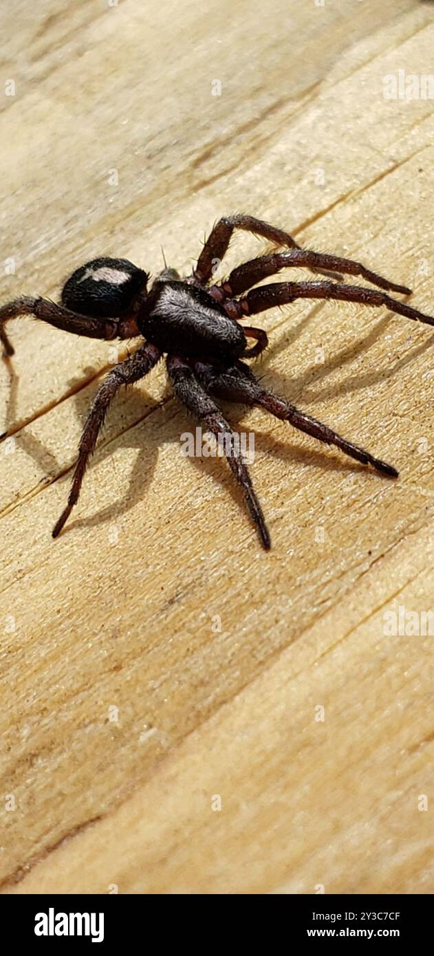 Eastern Parson Spider (Herpyllus ecclesiasticus) Arachnida Stock Photo ...