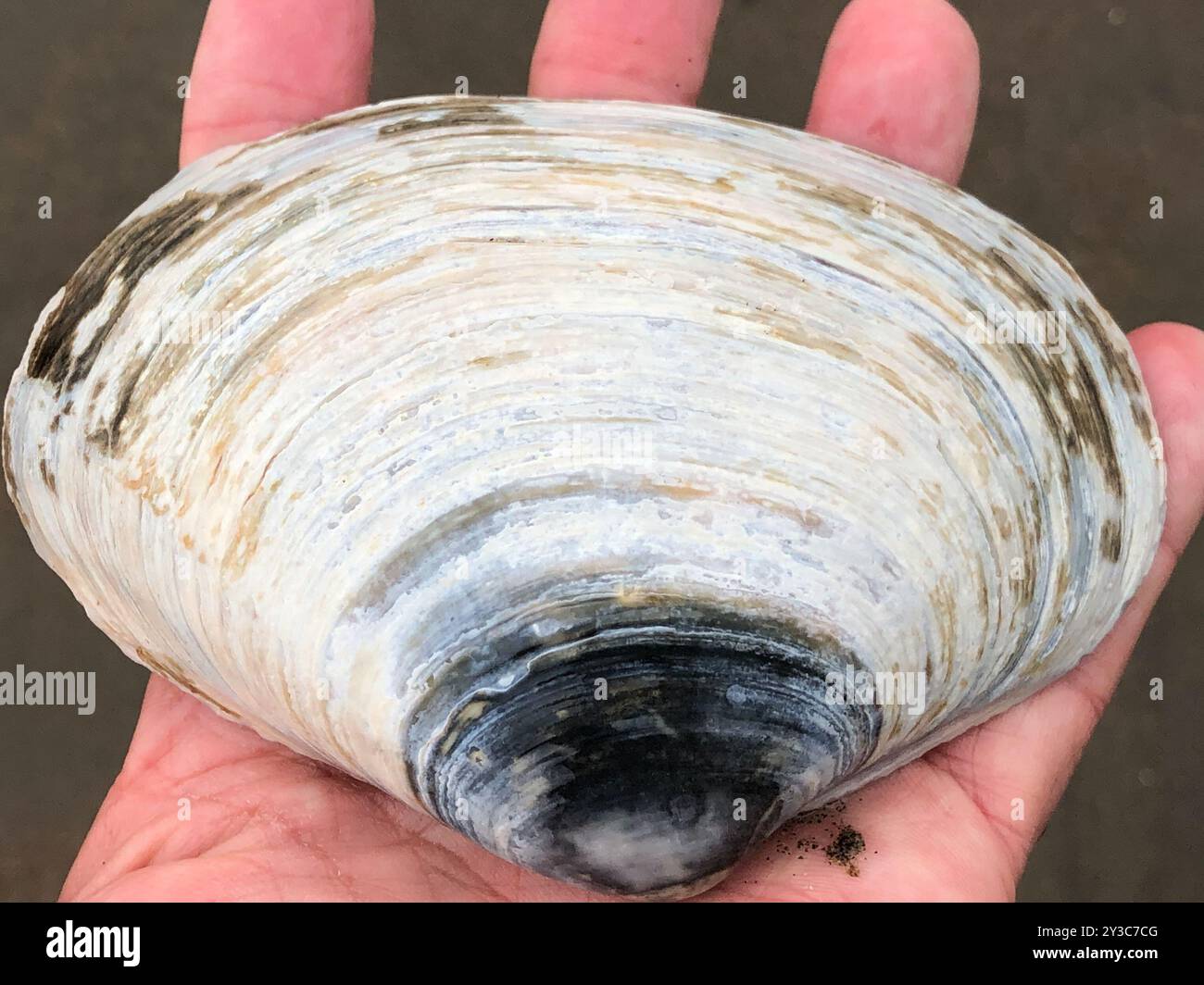 Dish Surfclam (Mactromeris catilliformis) Mollusca Stock Photo - Alamy