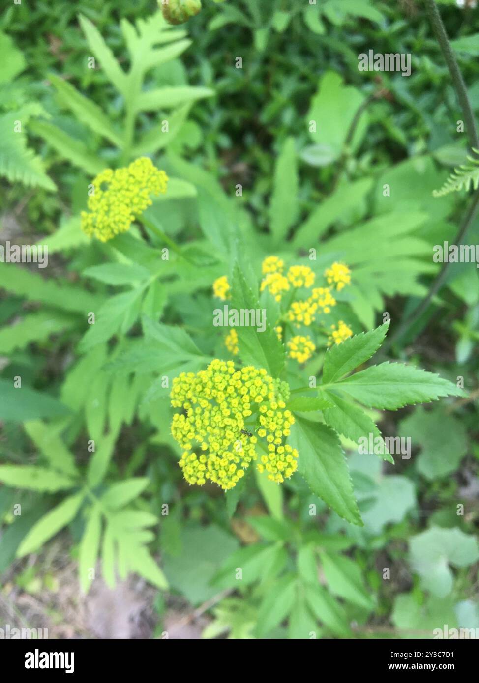 golden Alexanders (Zizia aurea) Plantae Stock Photo - Alamy