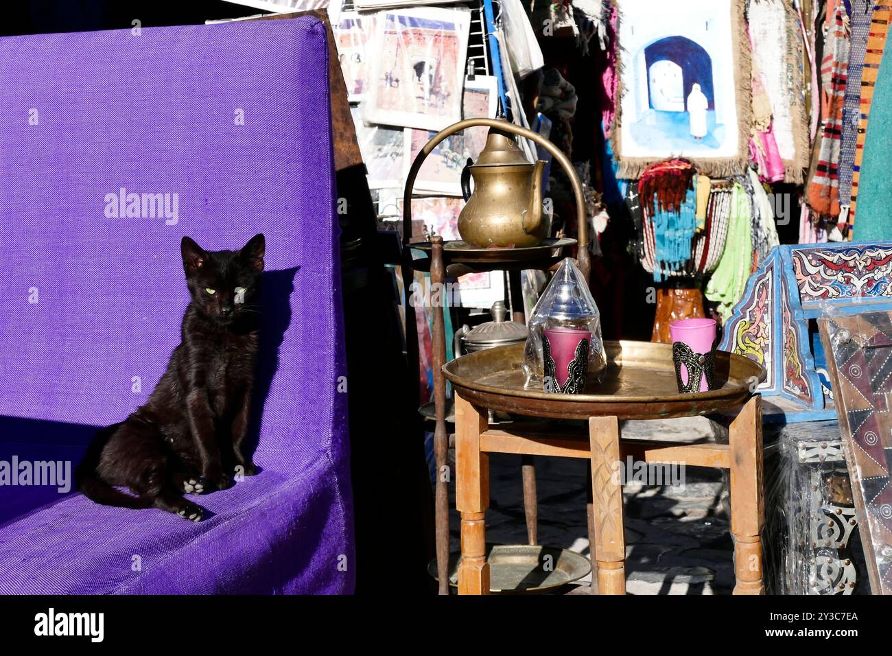 street and souk cats in the Souk and Medina of Morocco, North Africa ...