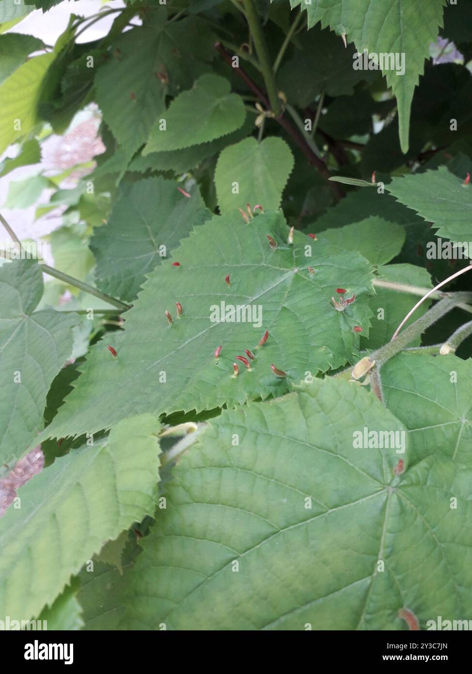 Red Nail Gall Mite (Eriophyes tiliae) Arachnida Stock Photo - Alamy