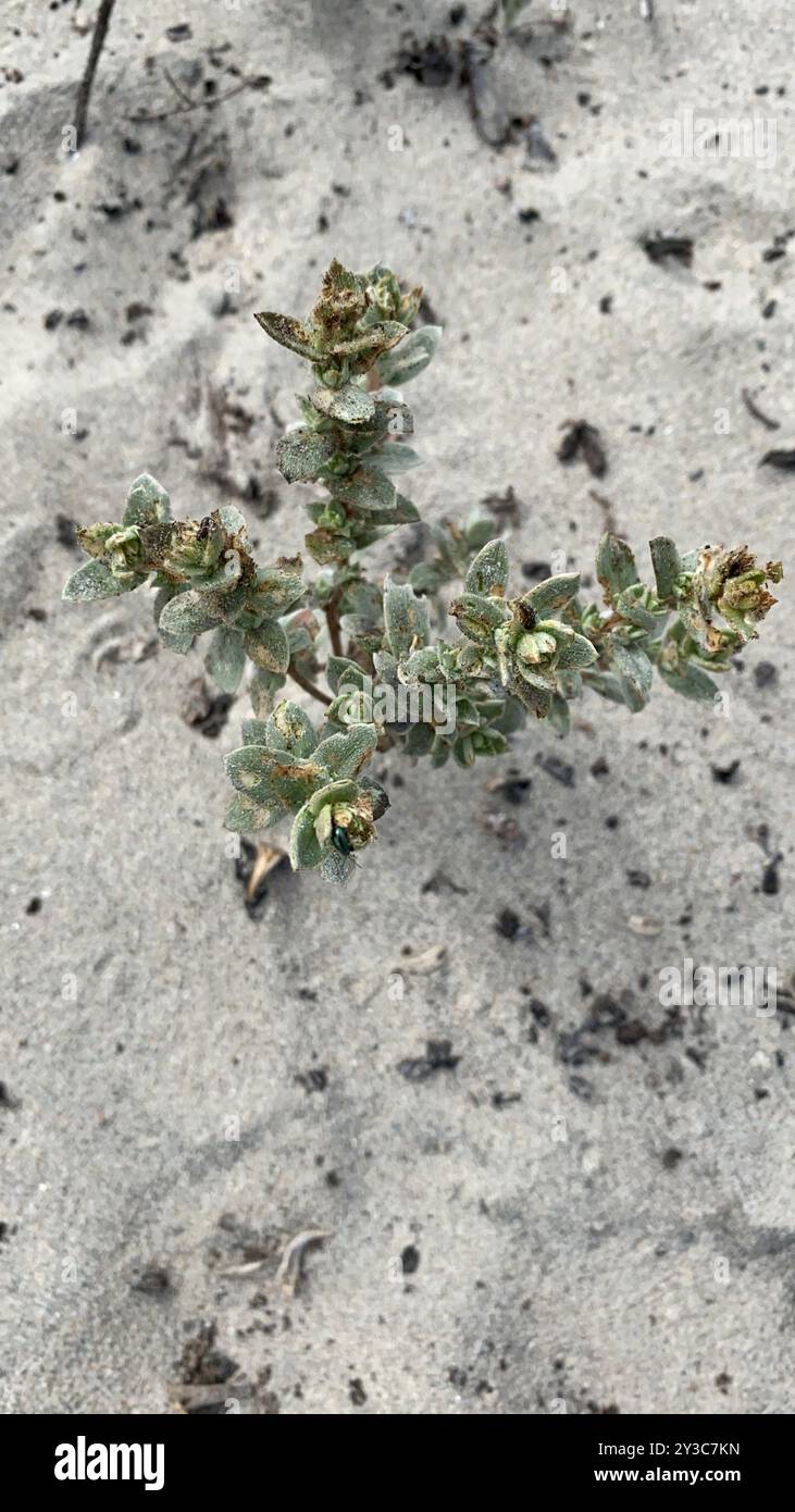 beach saltbush (Atriplex leucophylla) Plantae Stock Photo - Alamy