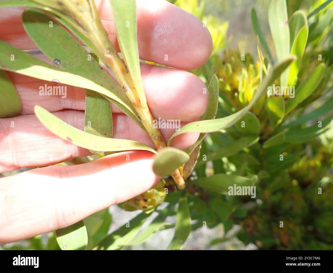 Broadleaf Featherbush (Aulax umbellata) Plantae Stock Photo - Alamy
