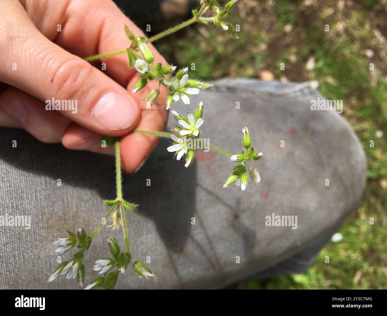 Sticky mouse-ear chickweed (Cerastium glomeratum) Plantae Stock Photo ...