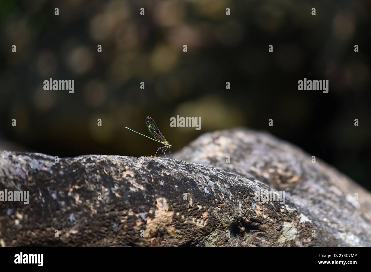 Green Metalwing (Neurobasis chinensis) Insecta Stock Photo - Alamy