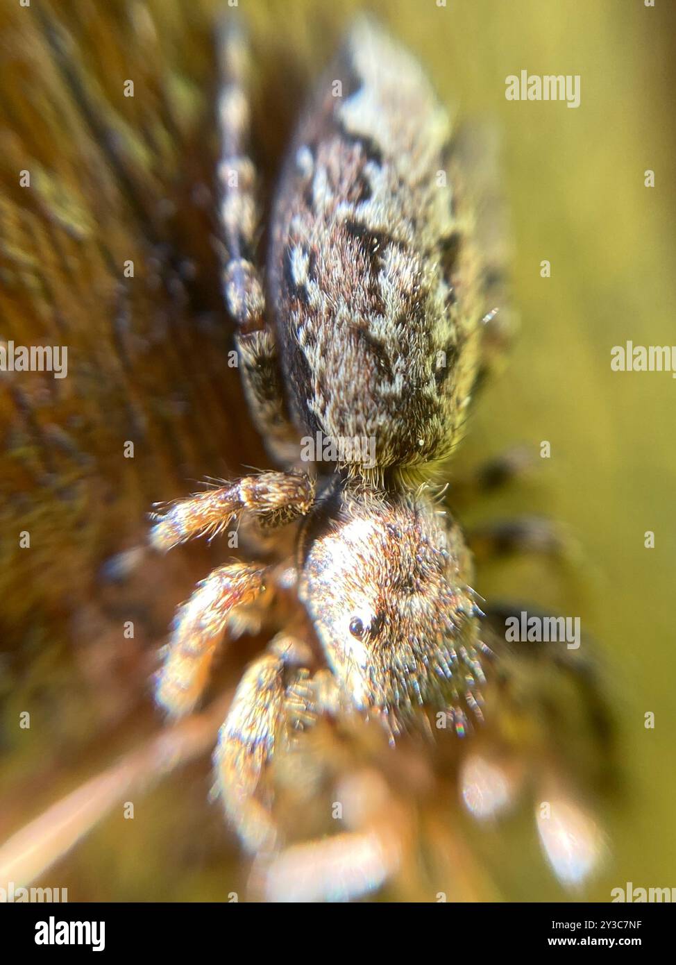 Fencepost jumping spider (Marpissa muscosa) Arachnida Stock Photo - Alamy