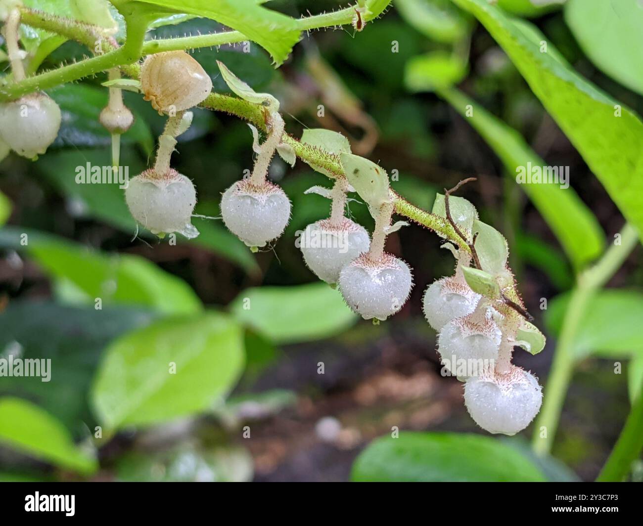 salal (Gaultheria shallon) Plantae Stock Photo - Alamy