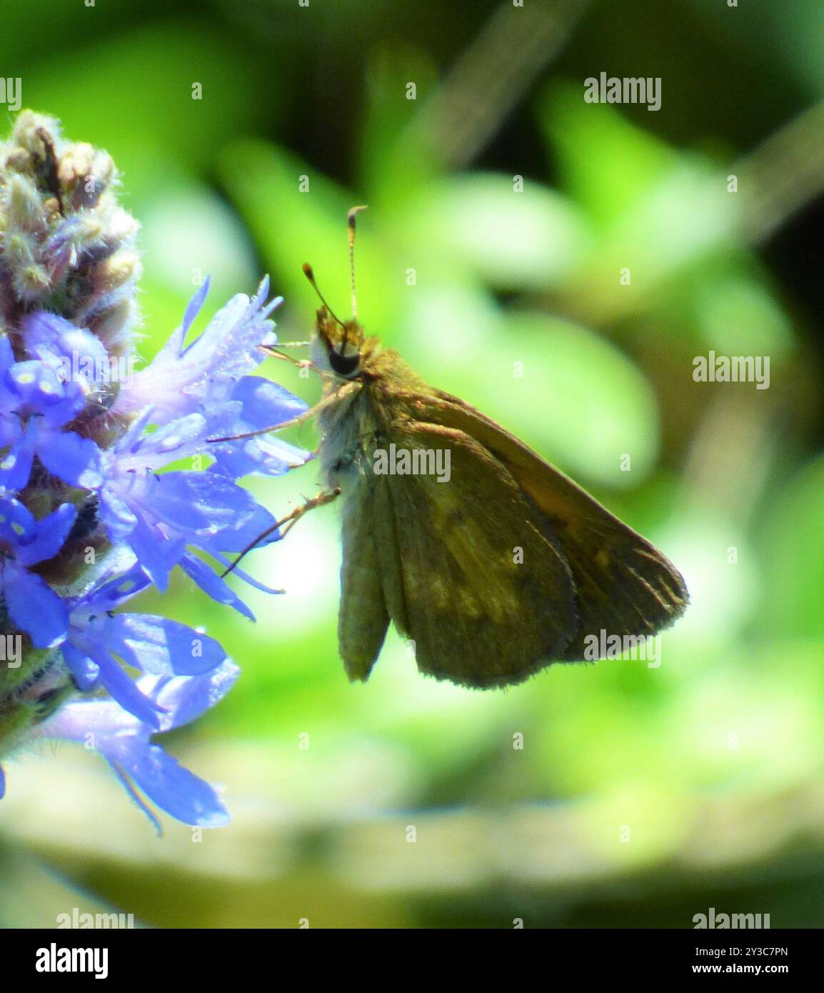 Broad-winged Skipper (Poanes viator) Insecta Stock Photo - Alamy