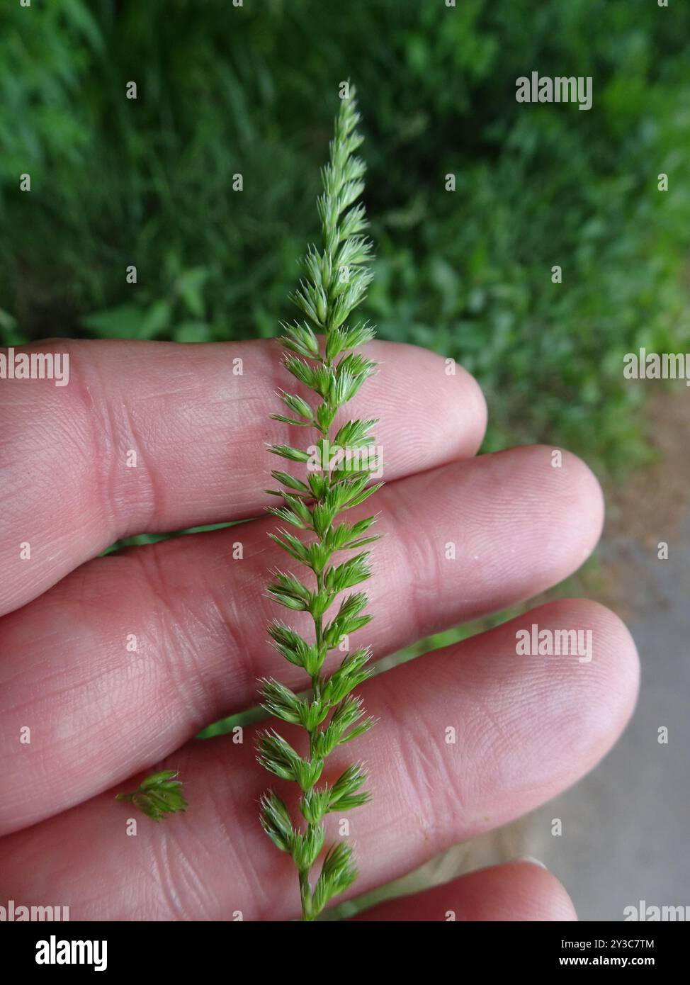 crested dogtail grass (Cynosurus cristatus) Plantae Stock Photo - Alamy