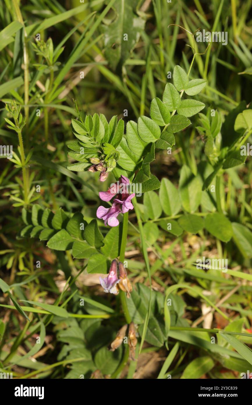 Bush Vetch (Vicia sepium) Plantae Stock Photo - Alamy