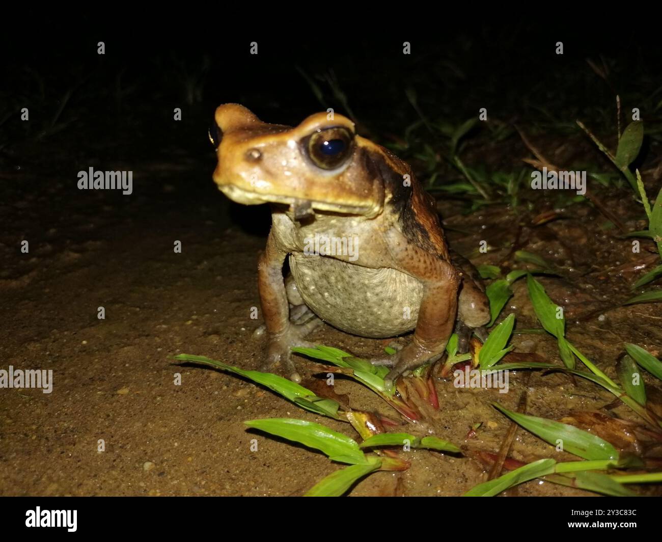Ecuadorian Forest Toad (Rhaebo ecuadorensis) Amphibia Stock Photo - Alamy