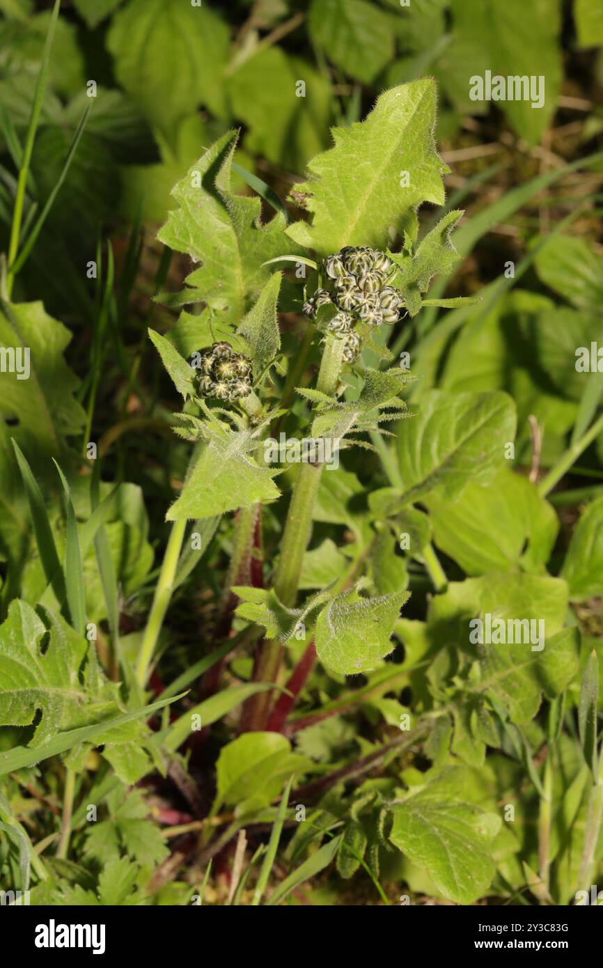 Beaked Hawksbeard (Crepis vesicaria) Plantae Stock Photo - Alamy