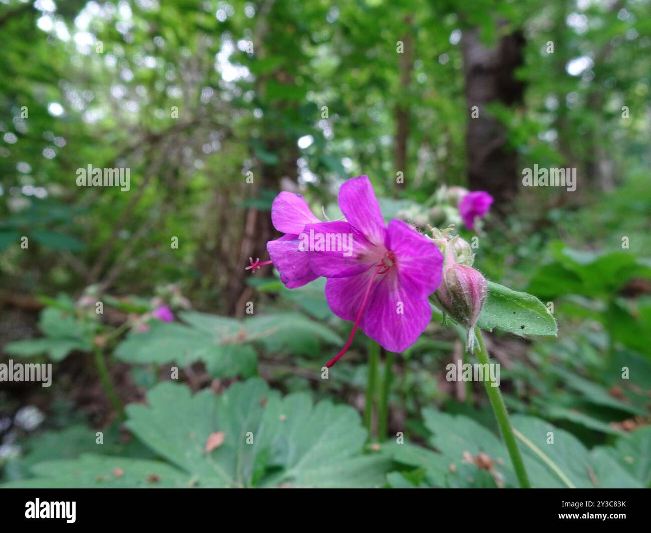 Rock Crane's-bill (Geranium macrorrhizum) Plantae Stock Photo - Alamy
