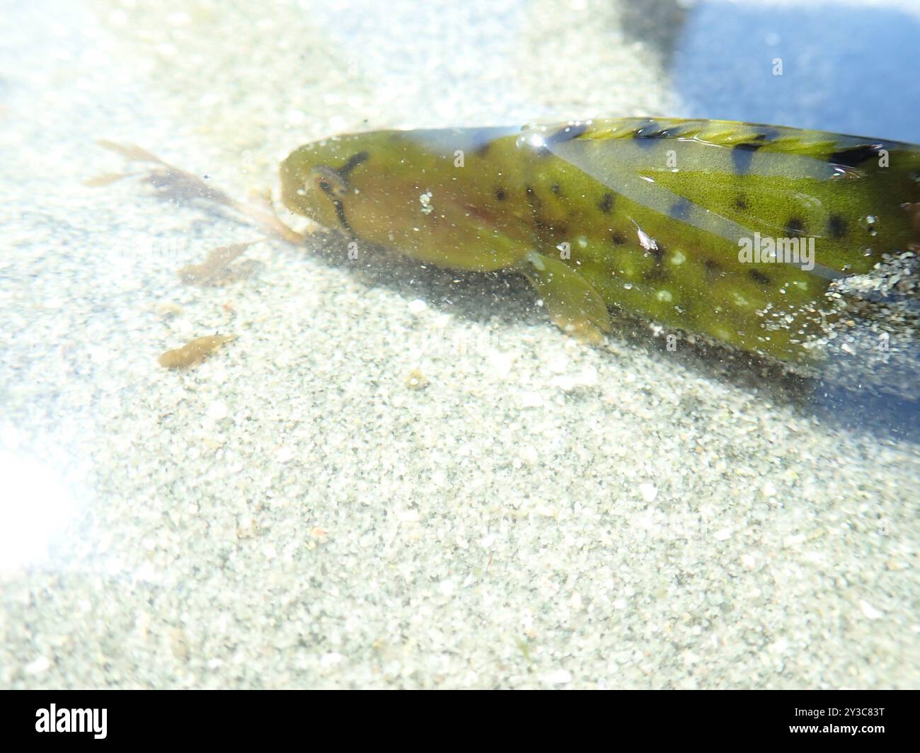 Penpoint Gunnel (Apodichthys flavidus) Actinopterygii Stock Photo - Alamy