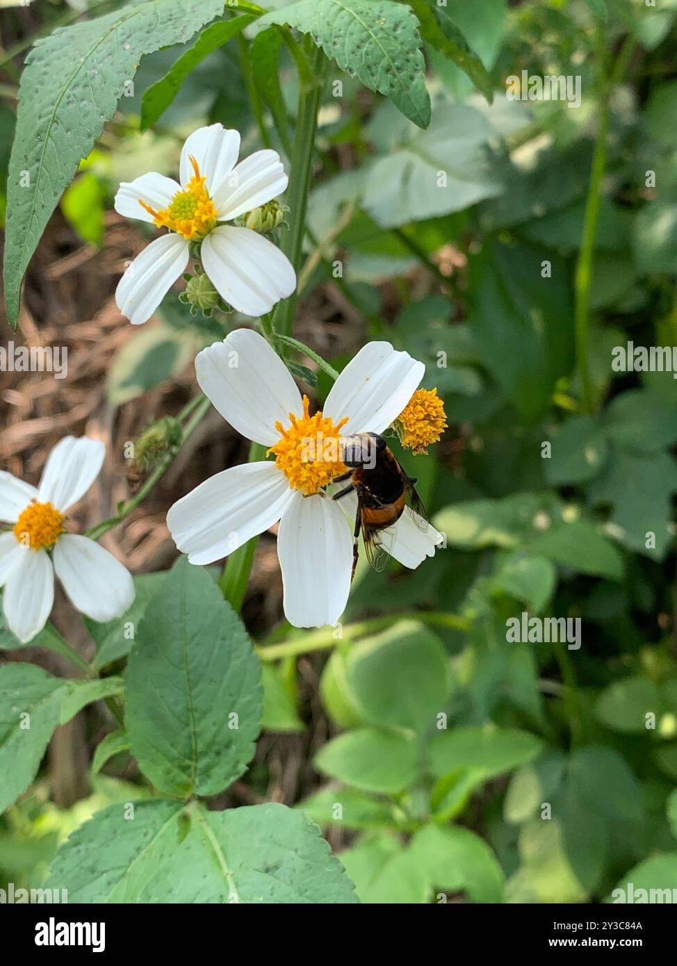Phytomia zonata hi-res stock photography and images - Alamy