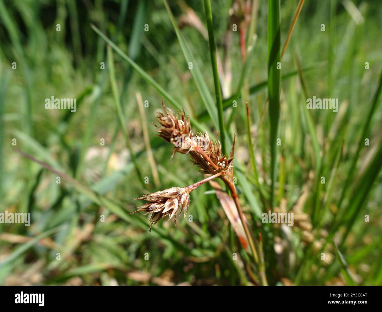 Field woodrush (Luzula campestris) Plantae Stock Photo - Alamy