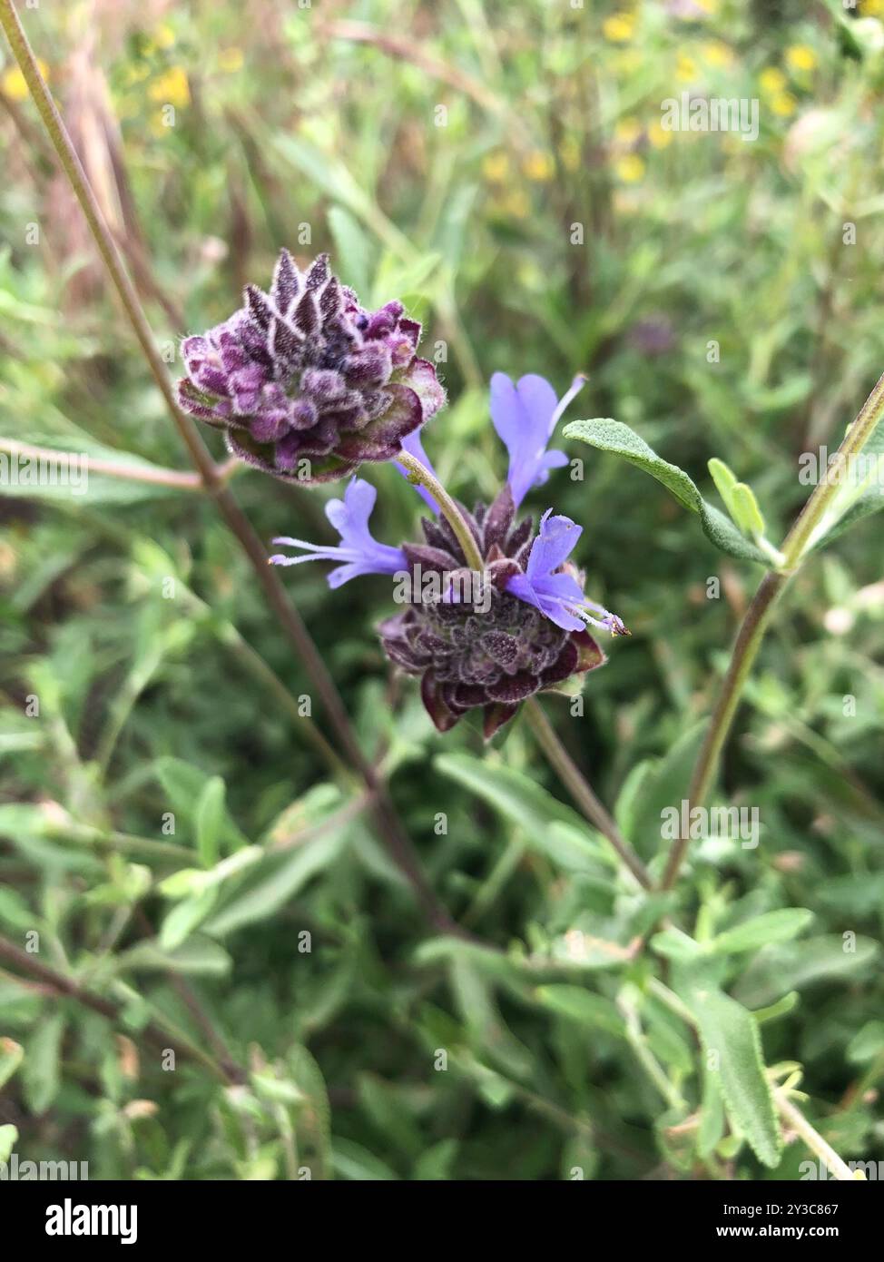 Cleveland Sage (Salvia clevelandii) Plantae Stock Photo - Alamy