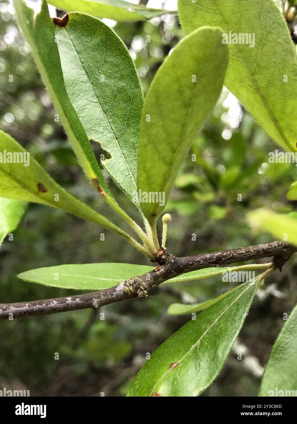 Gum bumelia (Sideroxylon lanuginosum) Plantae Stock Photo - Alamy