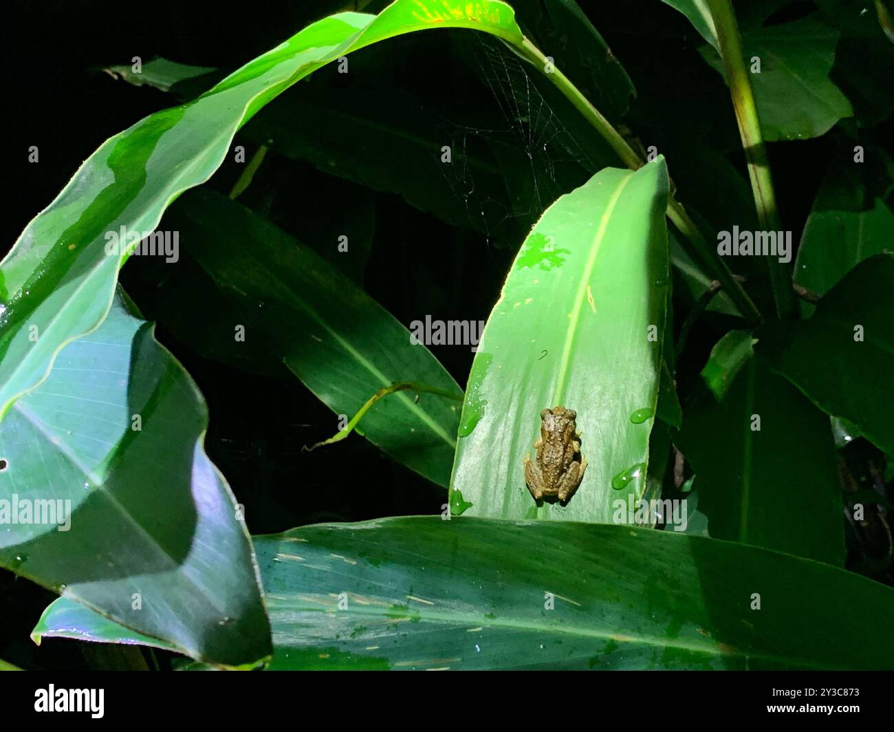 Temple Tree Frog (Kurixalus idiootocus) Amphibia Stock Photo - Alamy