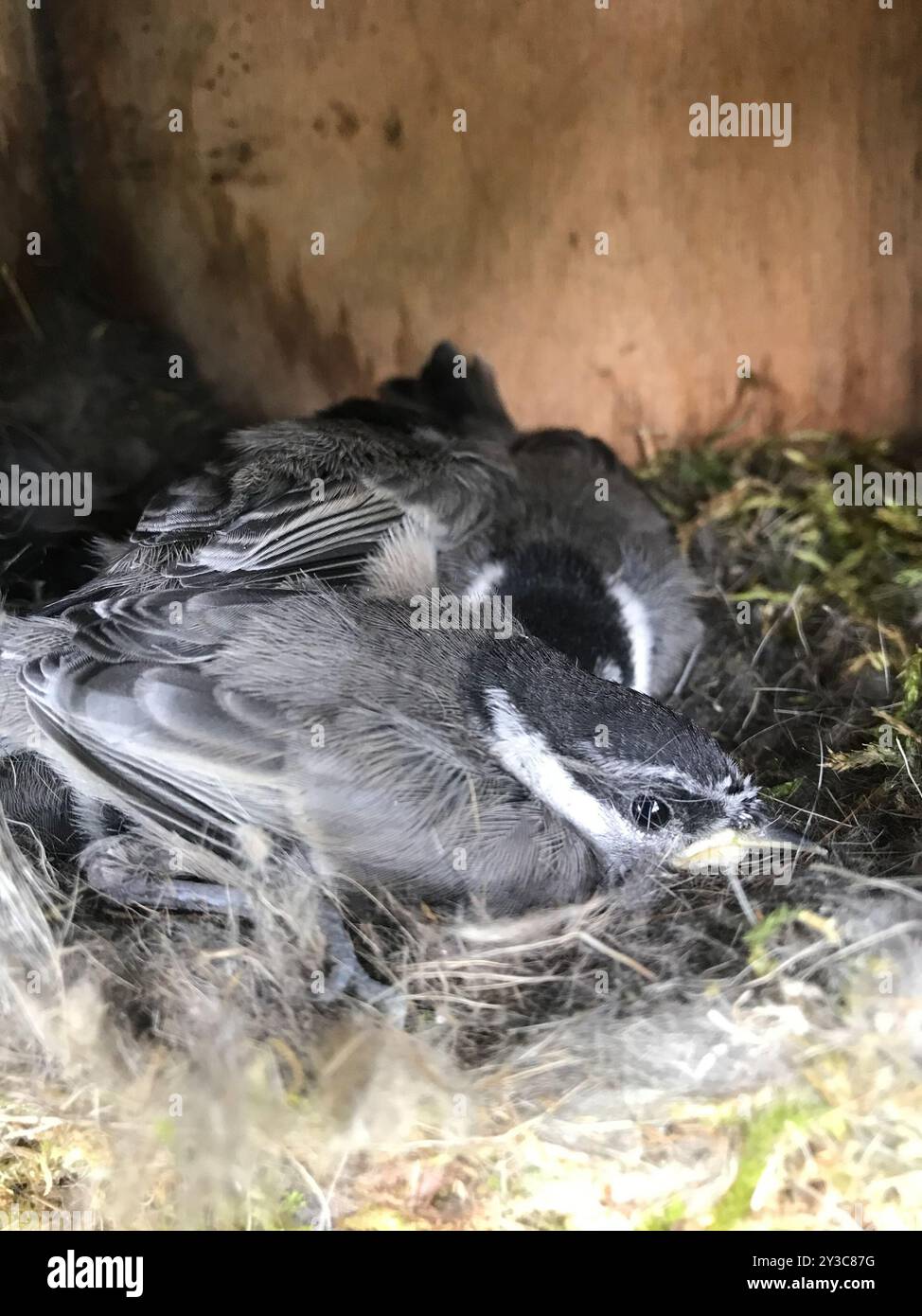 Mountain Chickadee (Poecile gambeli) Aves Stock Photo - Alamy