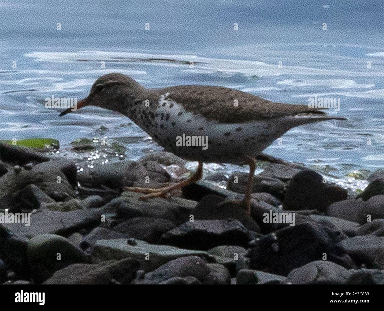 Spotted Sandpiper (Actitis macularius) Aves Stock Photo - Alamy