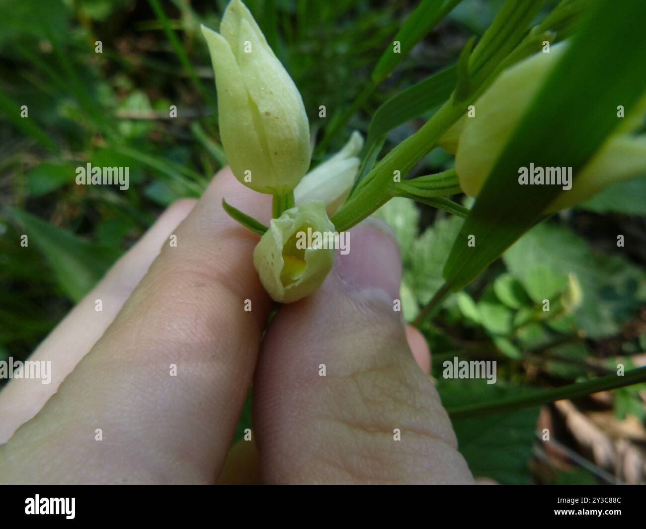 white helleborine (Cephalanthera damasonium) Plantae Stock Photo - Alamy