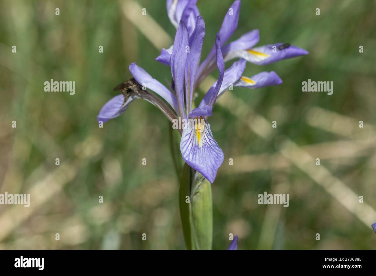 western blue flag (Iris missouriensis) Plantae Stock Photo - Alamy