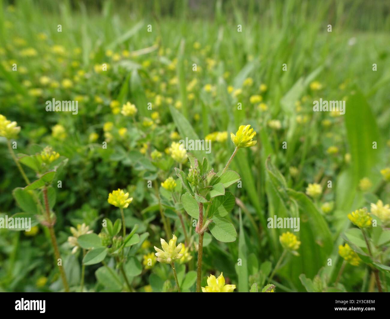 Lesser hop trefoil (Trifolium dubium) Plantae Stock Photo - Alamy