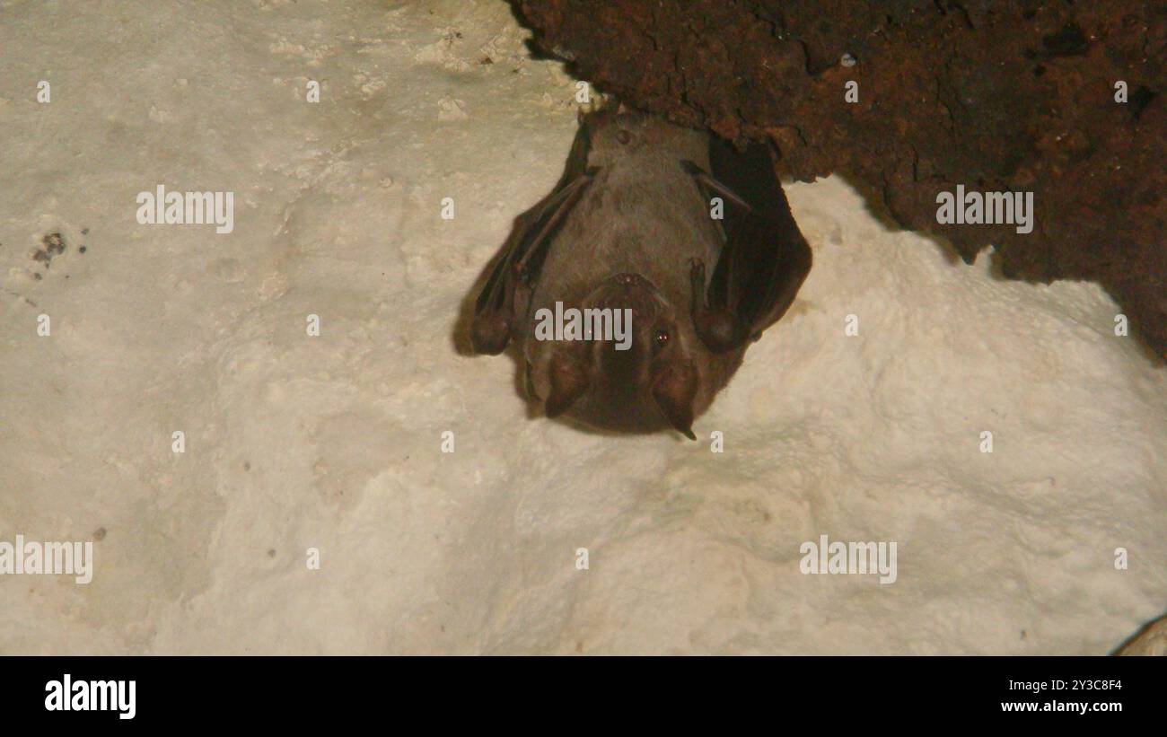 Jamaican Fruit-eating Bat (Artibeus jamaicensis) Mammalia Stock Photo ...