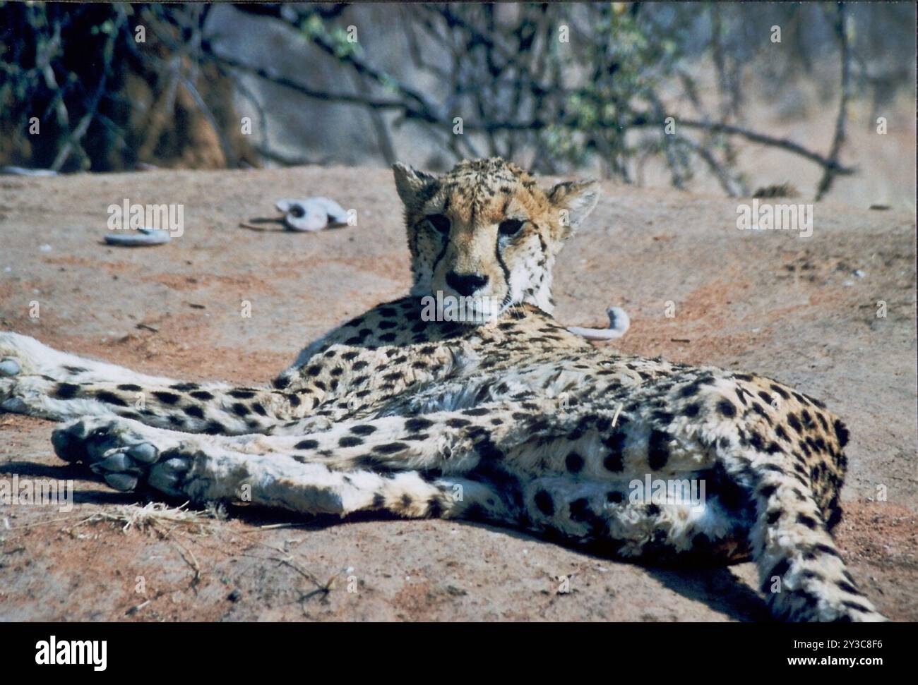 Southern and Eastern African Cheetah (Acinonyx jubatus jubatus ...