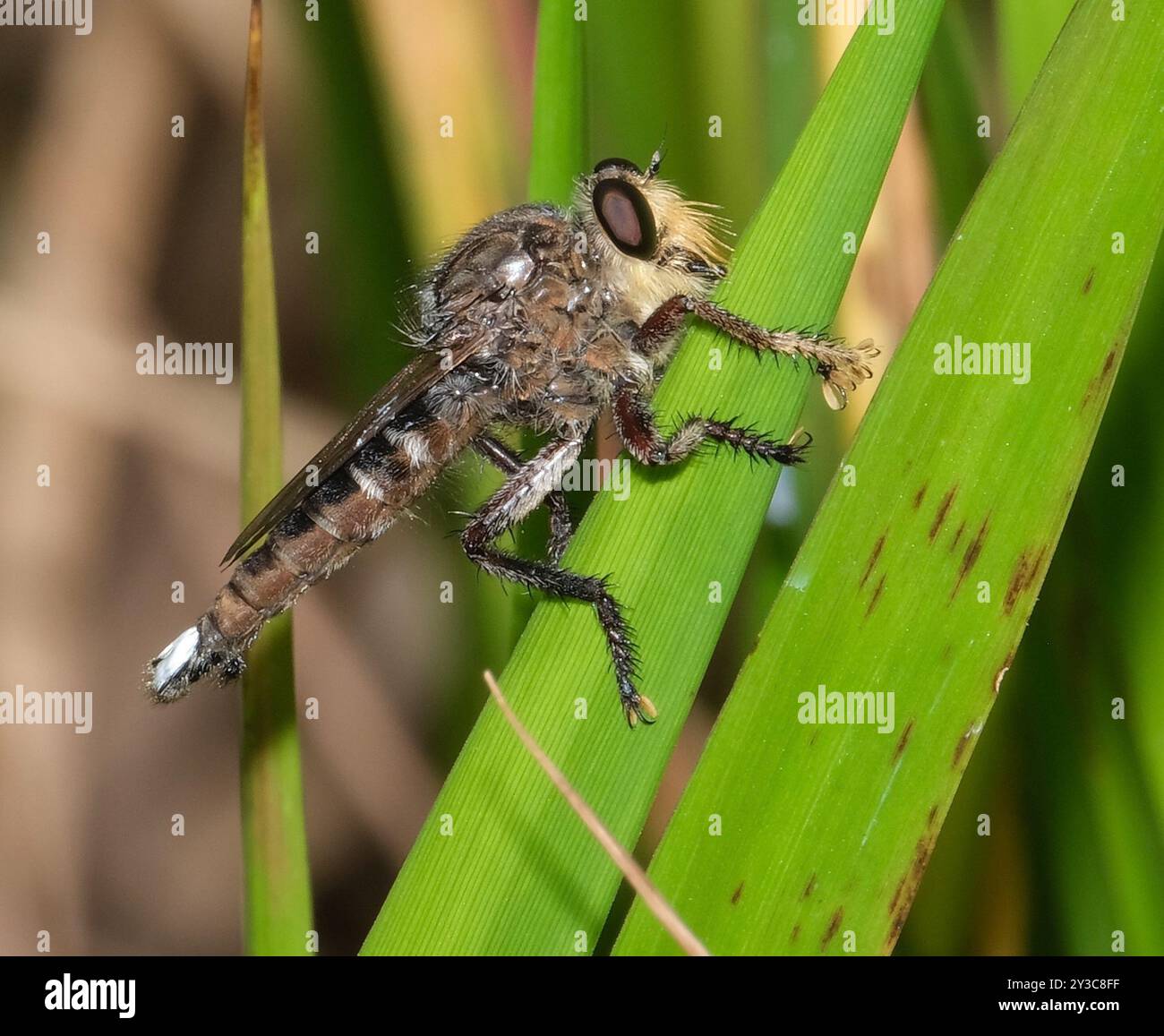 Giant Robber Flies (Promachus) Insecta Stock Photo - Alamy