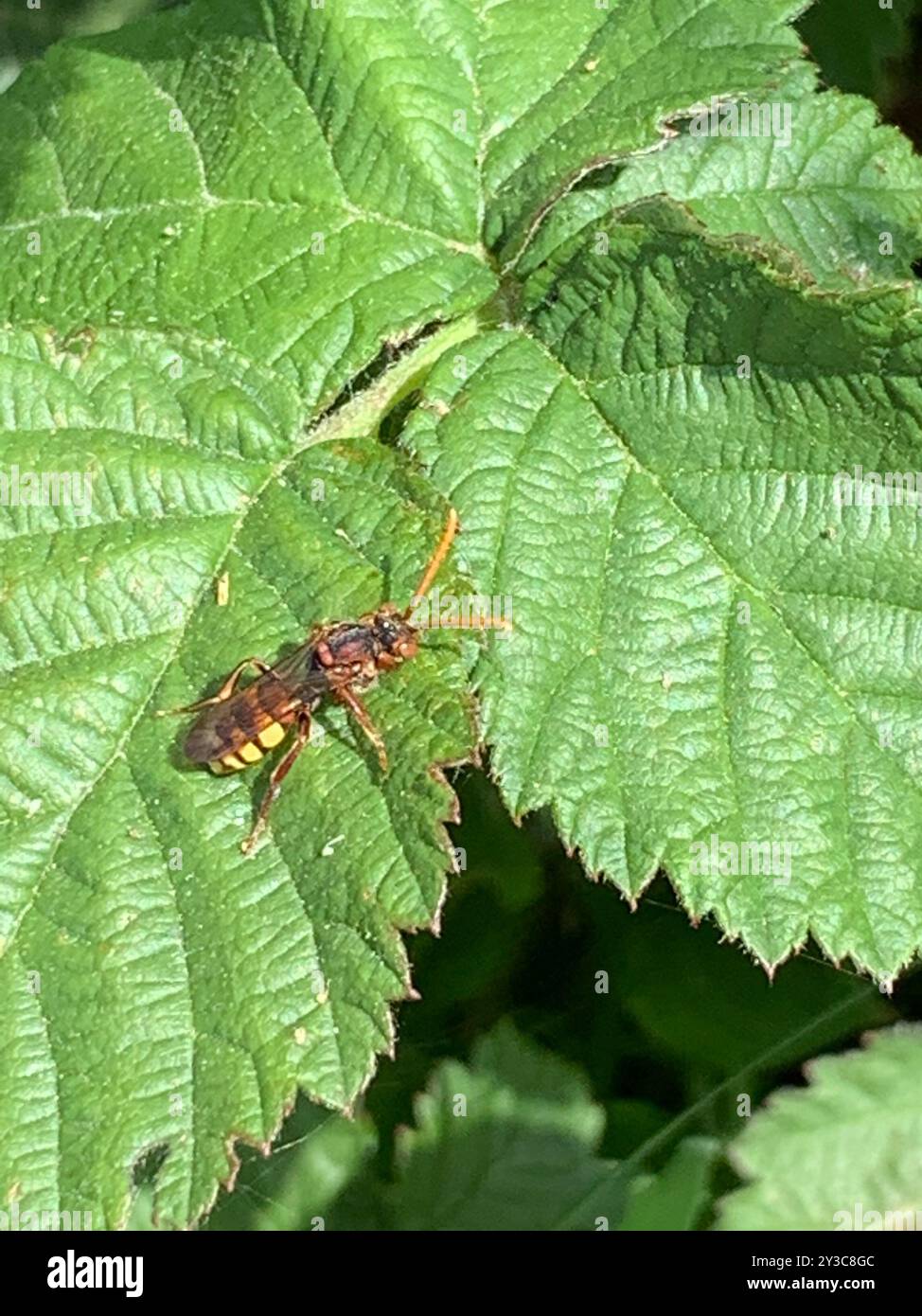 Nomad Bees (Nomada) Insecta Stock Photo - Alamy