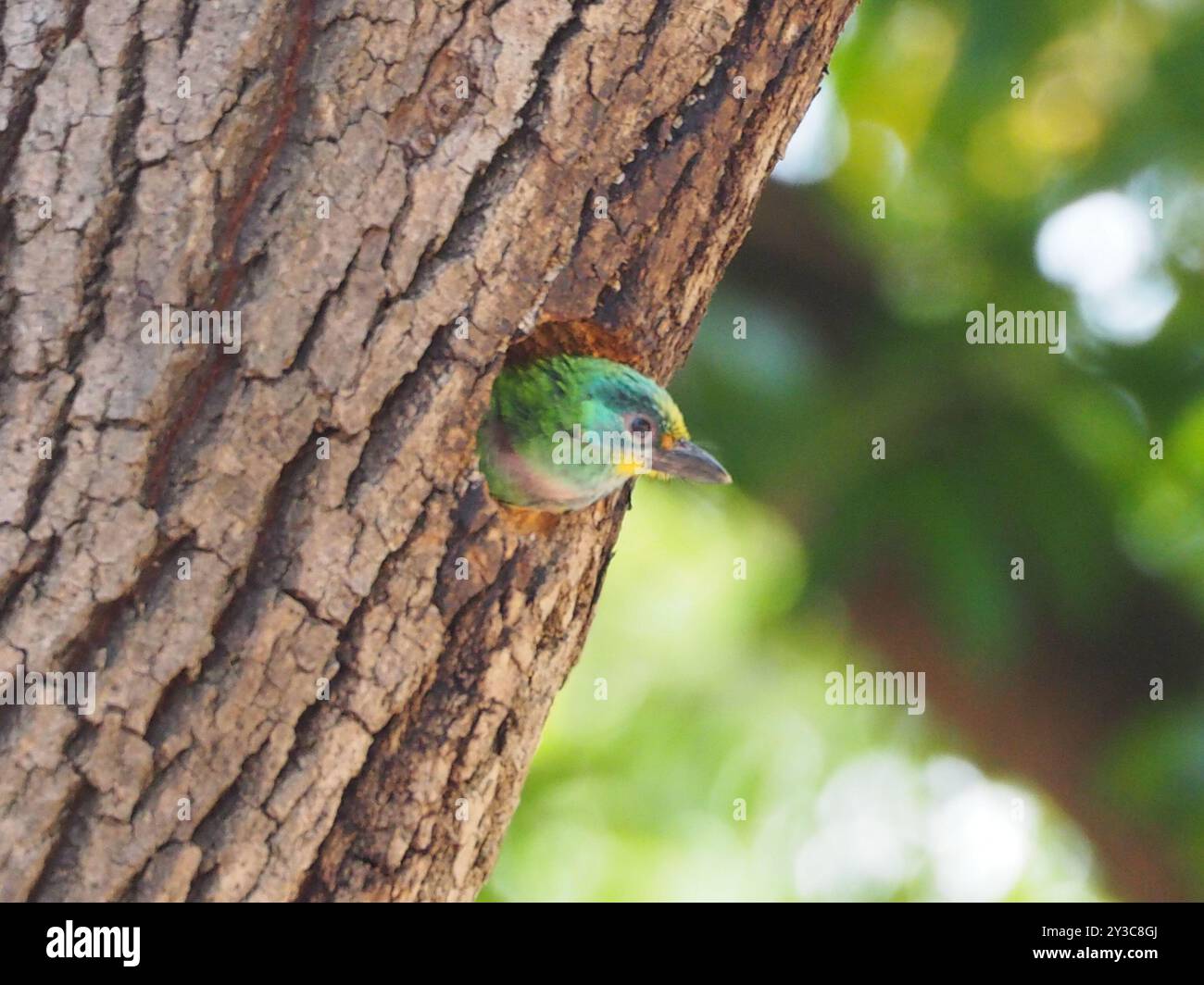 Taiwan Barbet (Psilopogon nuchalis) Aves Stock Photo - Alamy