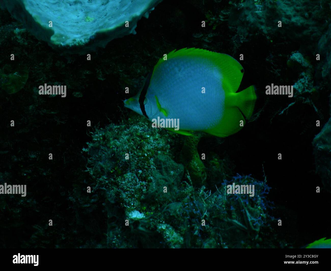 Spotfin Butterflyfish (Chaetodon ocellatus) Actinopterygii Stock Photo ...
